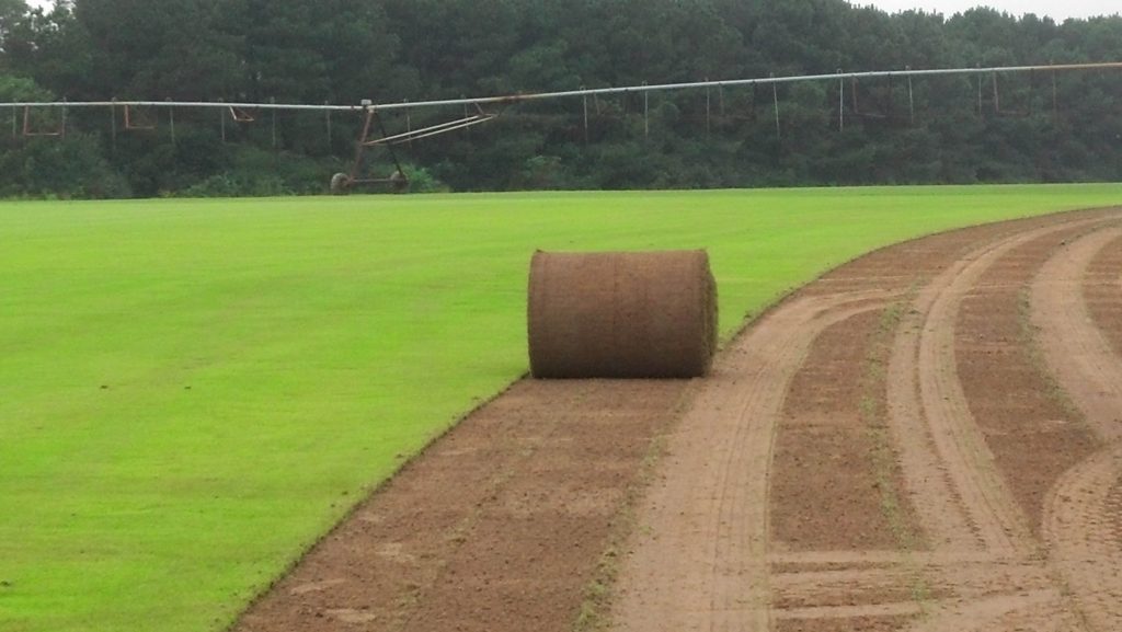Purchase & Delivery Options | Tifton Turf