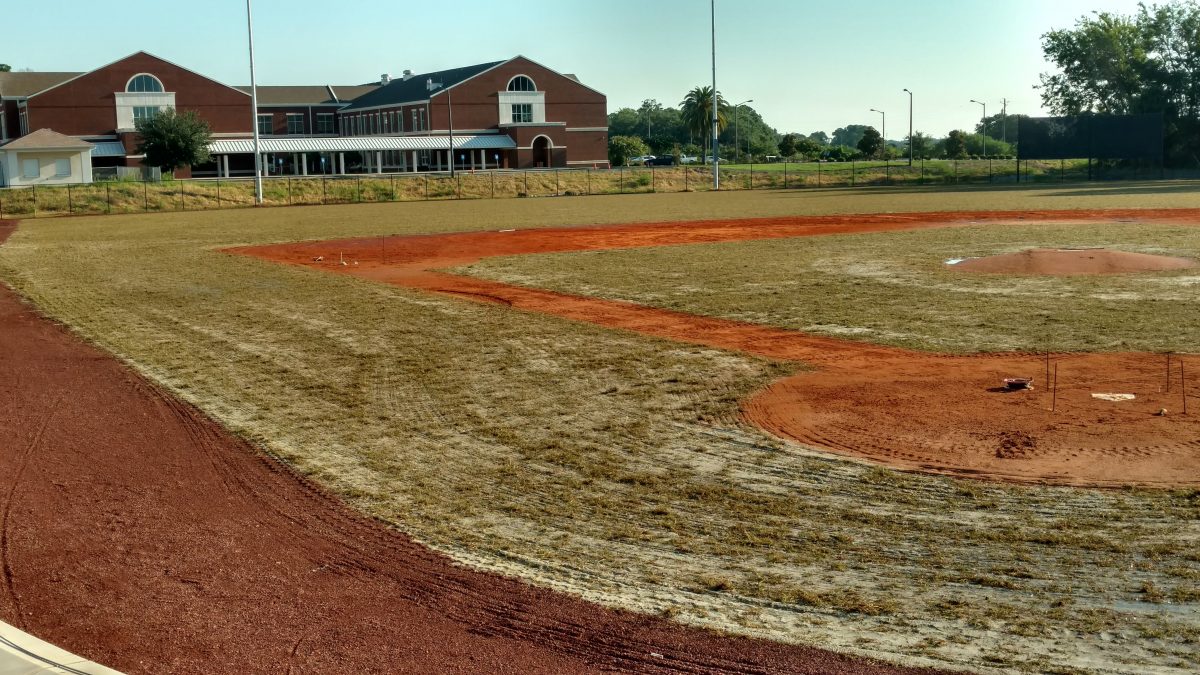 4 Sprig Plant TifWay 419 Bermuda Sprigs Baseball Field New | Tifton Turf