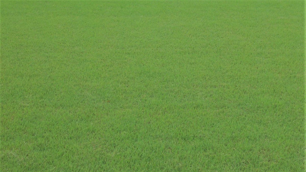 Tifway 419 Bermuda | Tifton Turf
